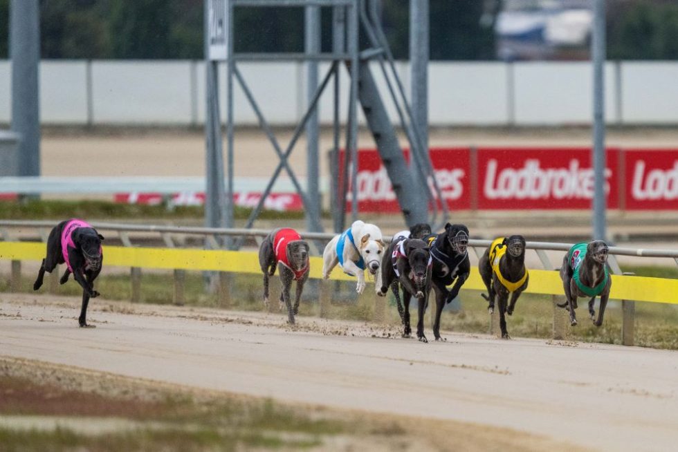 greyhoundstasmania.com.au