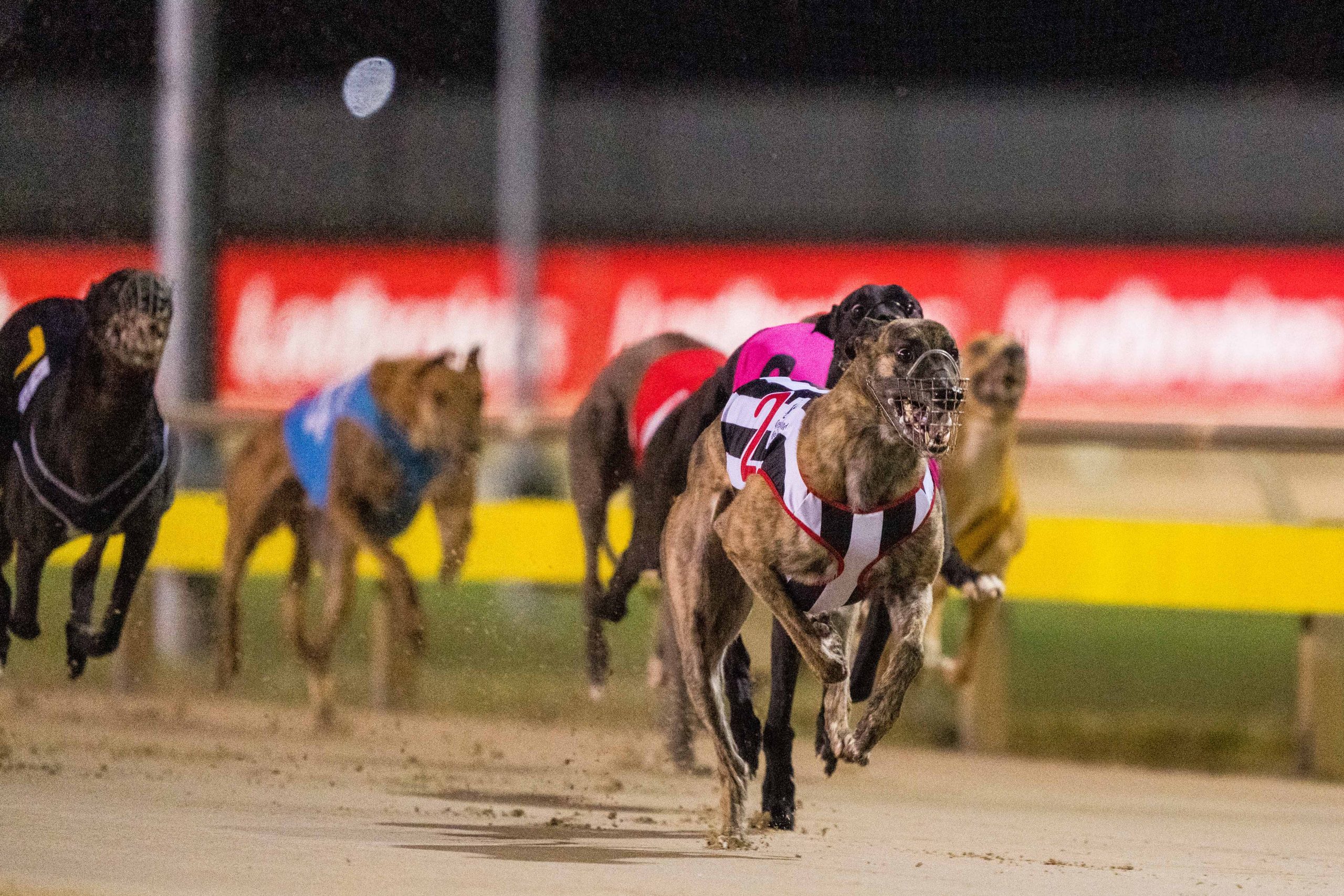 | greyhoundstasmania.com.au