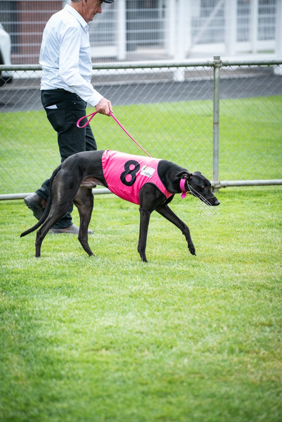 Anthony Bullock, Media Release | greyhoundstasmania.com.au